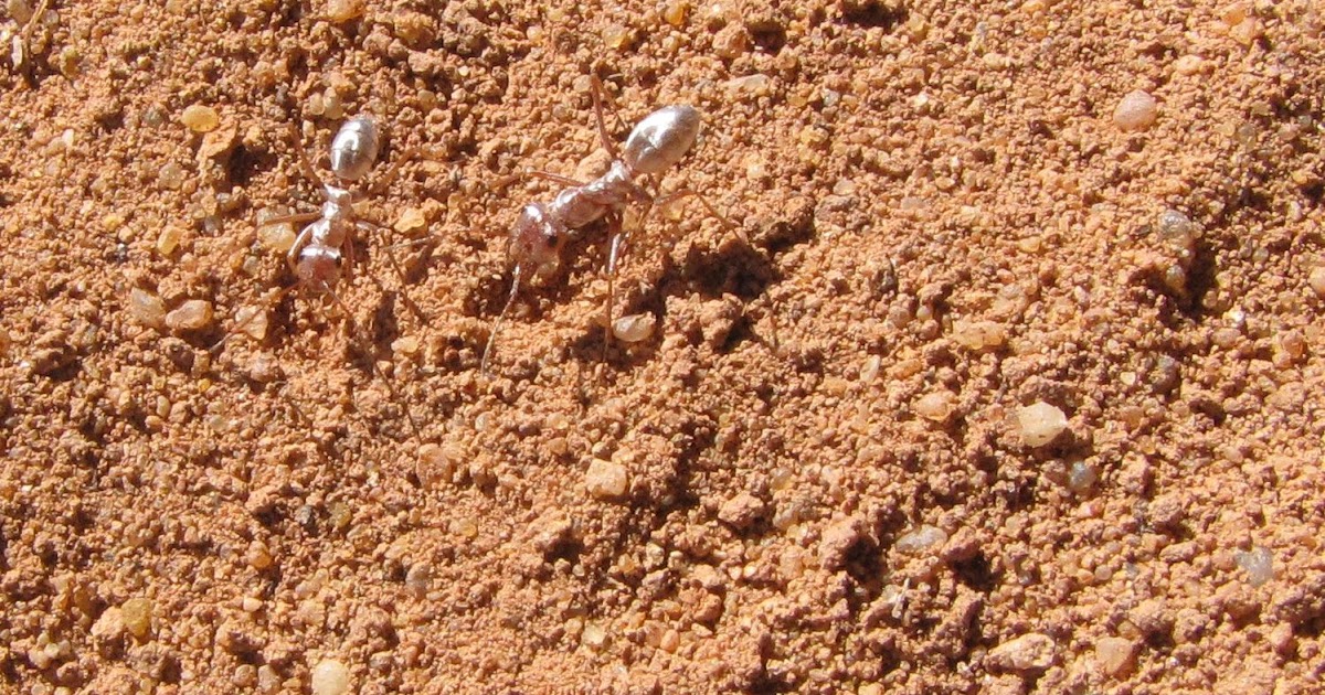 The International Science Teacher: Another view of Saharan silver ant ...
