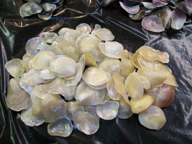 ...SUSAN'S SPACE: SEA SHELLS