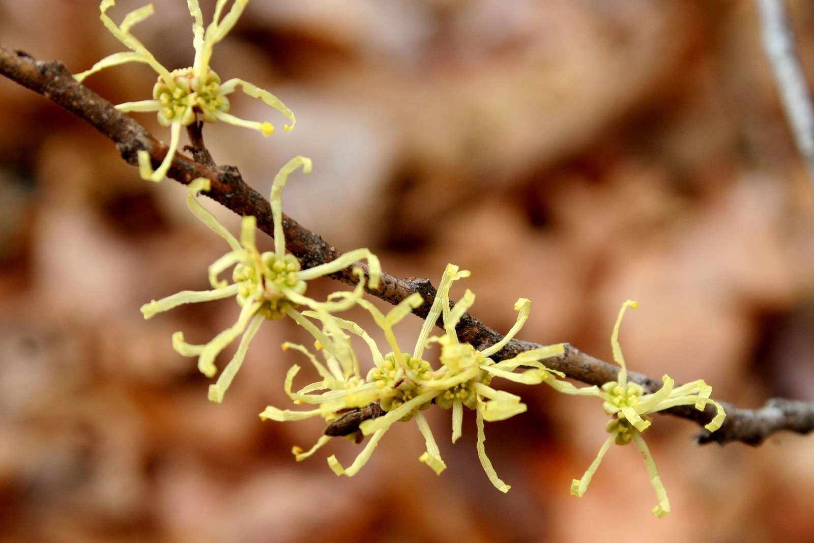 Appalachian Journal : Witch-Hazel and Honey Bees