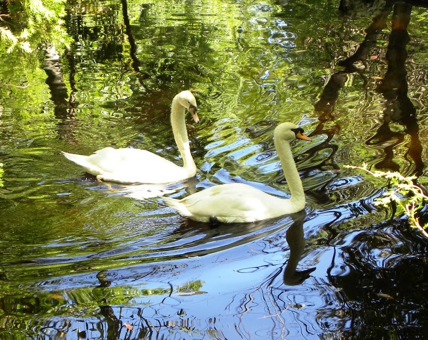 Parker's Barkers: Whooping Cranes, Flamingos and More!