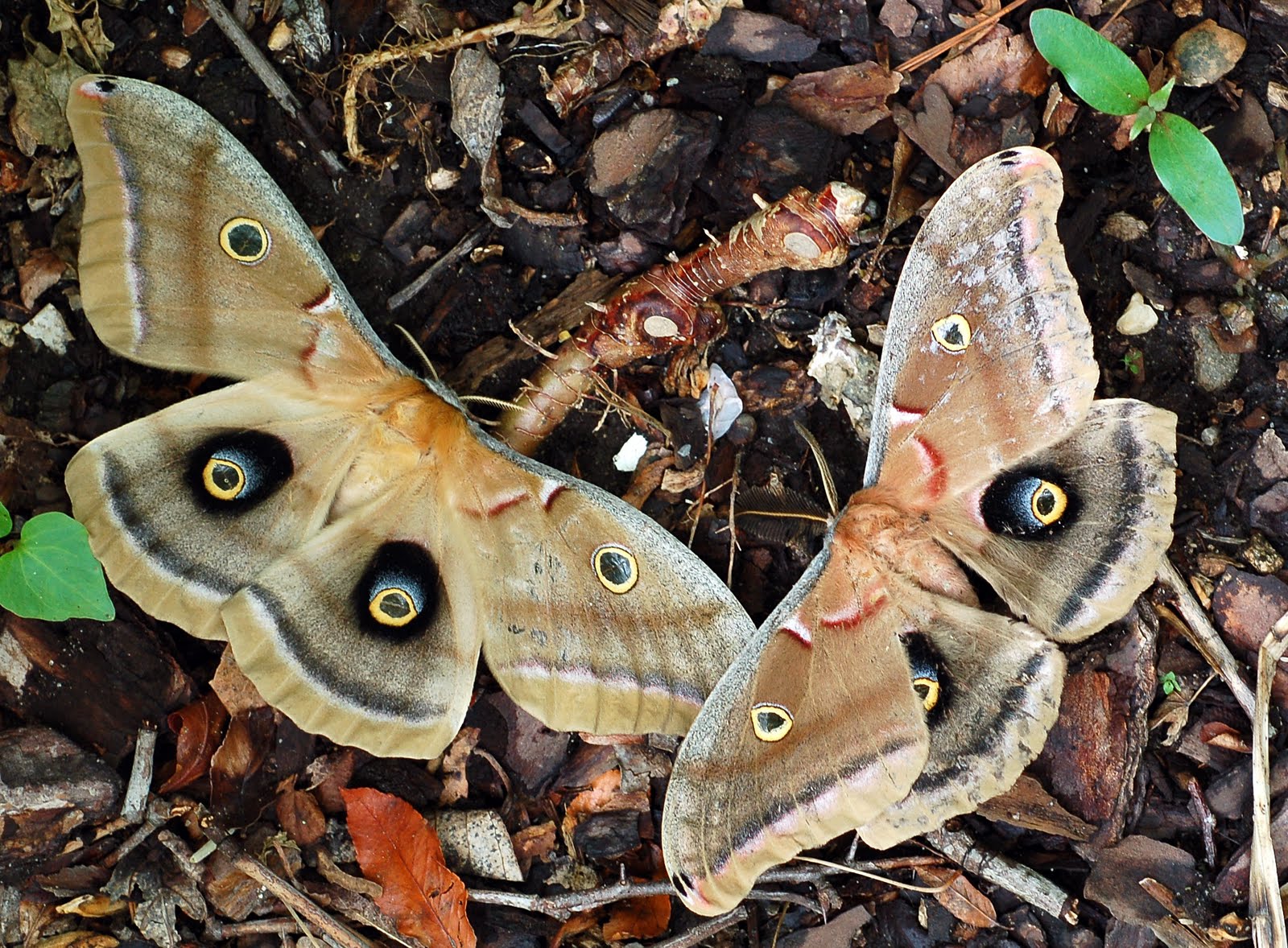 garden fool: POLYPHEMUS MOTHS