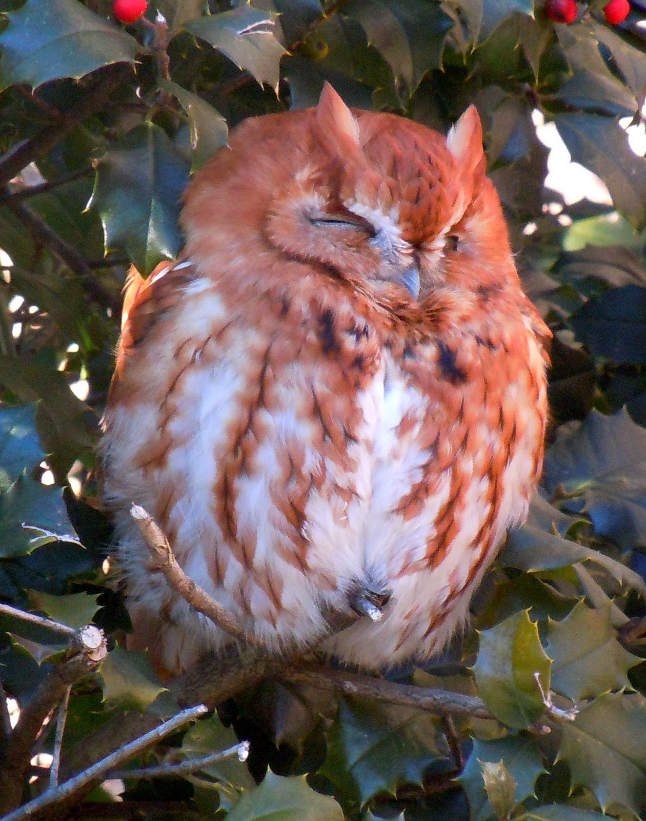 garden fool: EASTERN SCREECH OWL (RED MORPH)