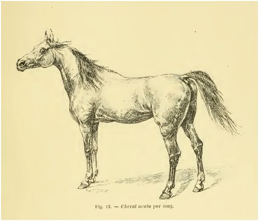 Equitazione & Cavalli (Horses & Riding): 'Les races chevalines ; avec ...