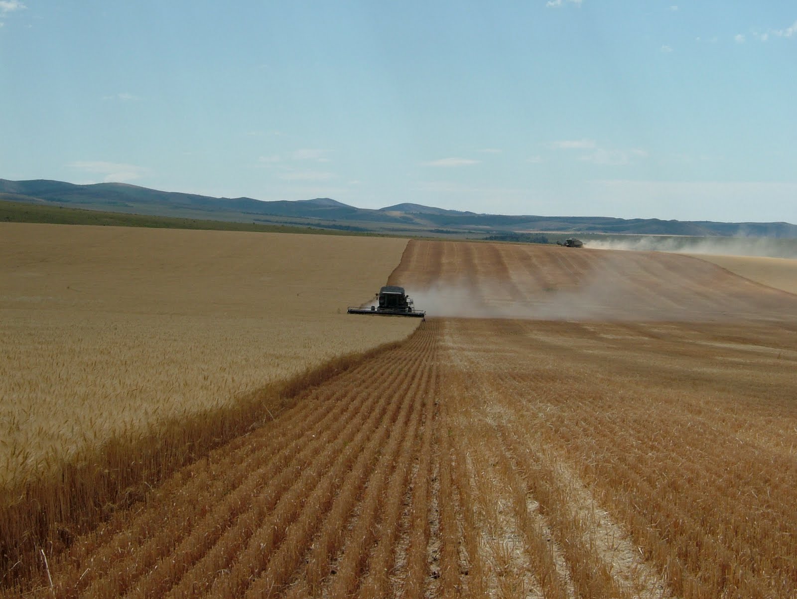 Idaho Wheat Commission News: No World Wheat Shortage Seen