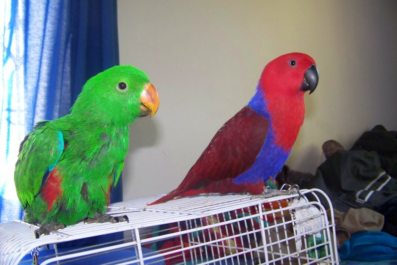 South African Parrot Lovers