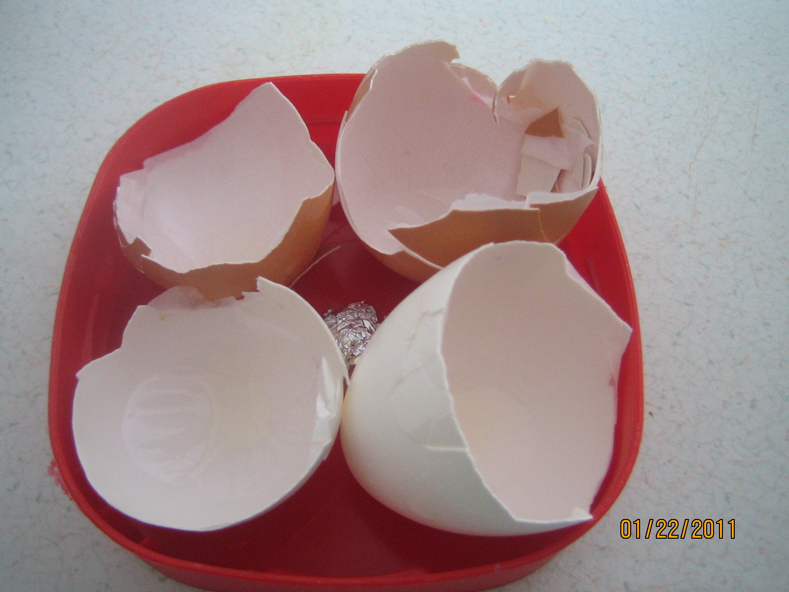 Umamah Learning Academy: An Egg Unit Study