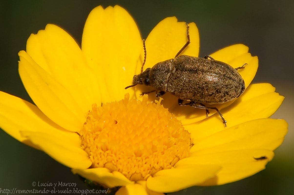 Remontando el Vuelo: 1/5/10 - 1/6/10