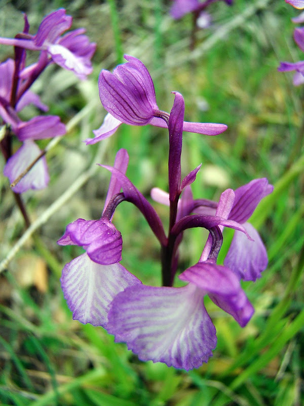 Remontando el Vuelo: Orquideas en Extremadura