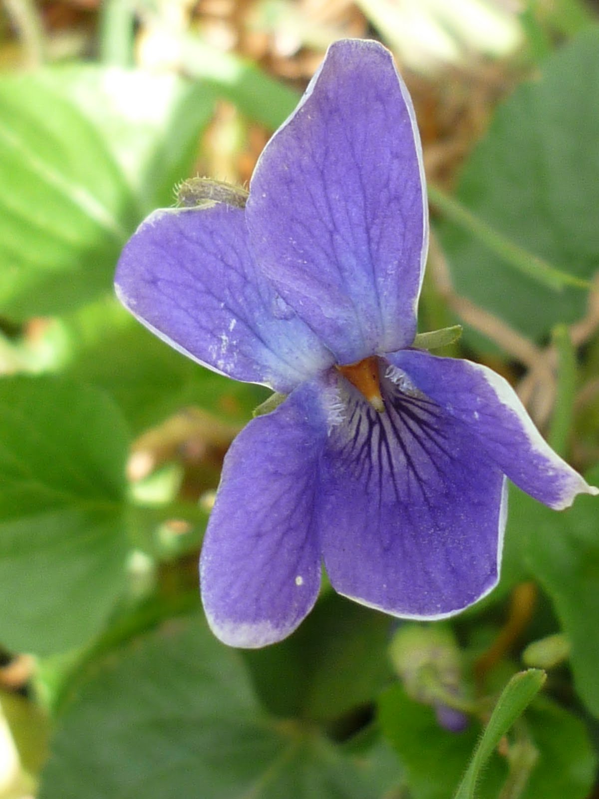 Cross-cultural Herbalism: Plant of the week - Sweet Violet
