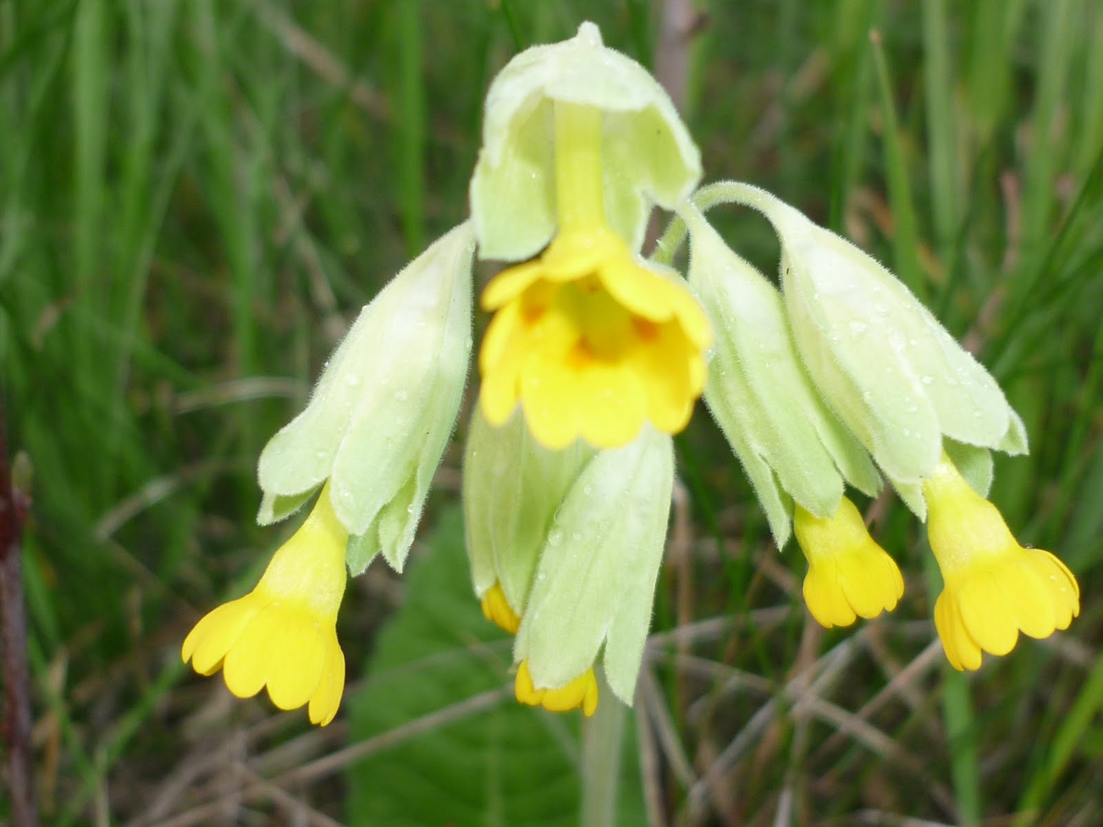 Cross-cultural Herbalism: Plant médicinal of the week - Primula veris ...