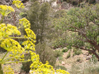 Monts des Ksour: Parc du Djebel Aïssa