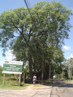 ARBOLES ORNAMENTALES: TIPA . Tipuana tipu