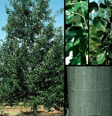 ARBOLES ORNAMENTALES: ALAMO PLATEADO