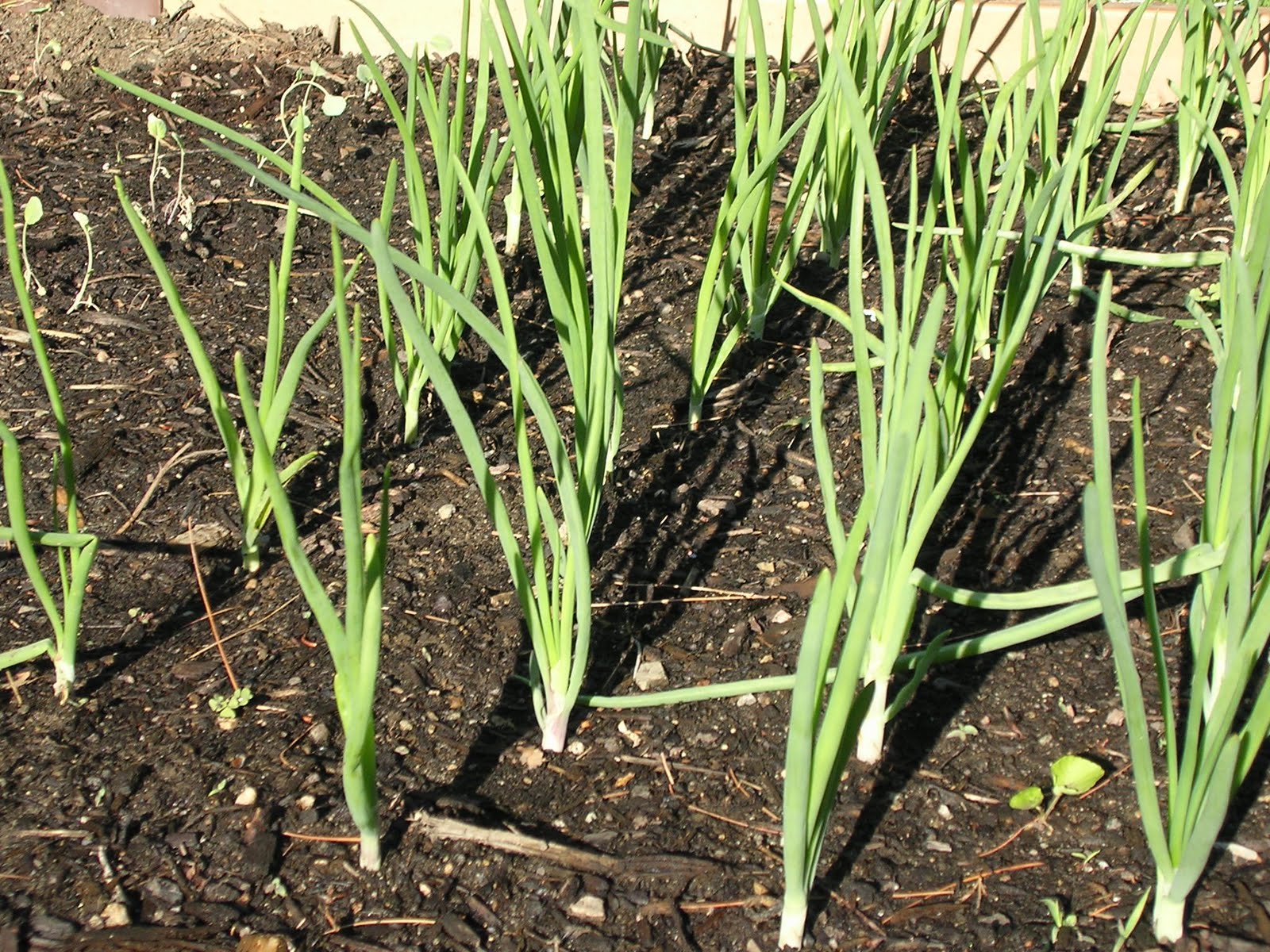Boston Food Garden: Growing red onions part 2