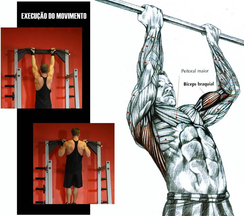 Os Melhores Exercícios para As Costas ~ Boa Forma Fitness