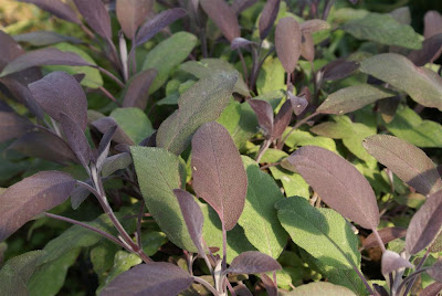 Salva | Plantas aromáticas, medicinais e condimentares