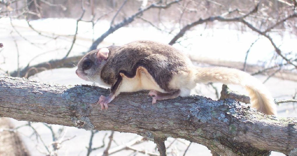 LIFE AND TIMES IN GASPORT, NEW YORK: FLYING SQUIRREL PHOTO