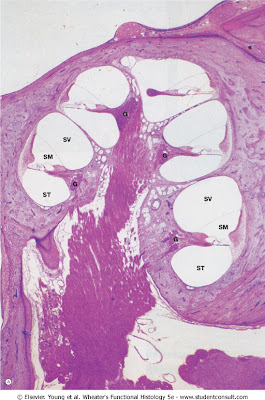 jeremy's stuff: Ear (histology slides)