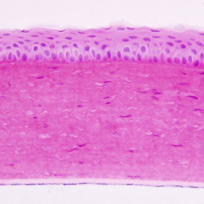 jeremy's stuff: Eye (histology slides)