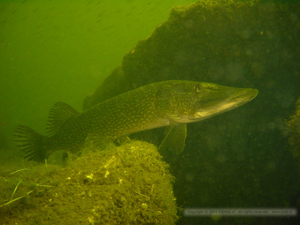 ACravan: He Drew The Line At Snoek (Jean Conil)