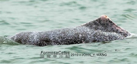 Save the Taiwanese white dolphins: Entangled pink dolphin alive and well