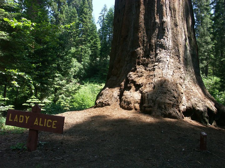 still life: Camping-Balch Park 2010