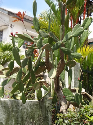 Greener Pastures: February 2009