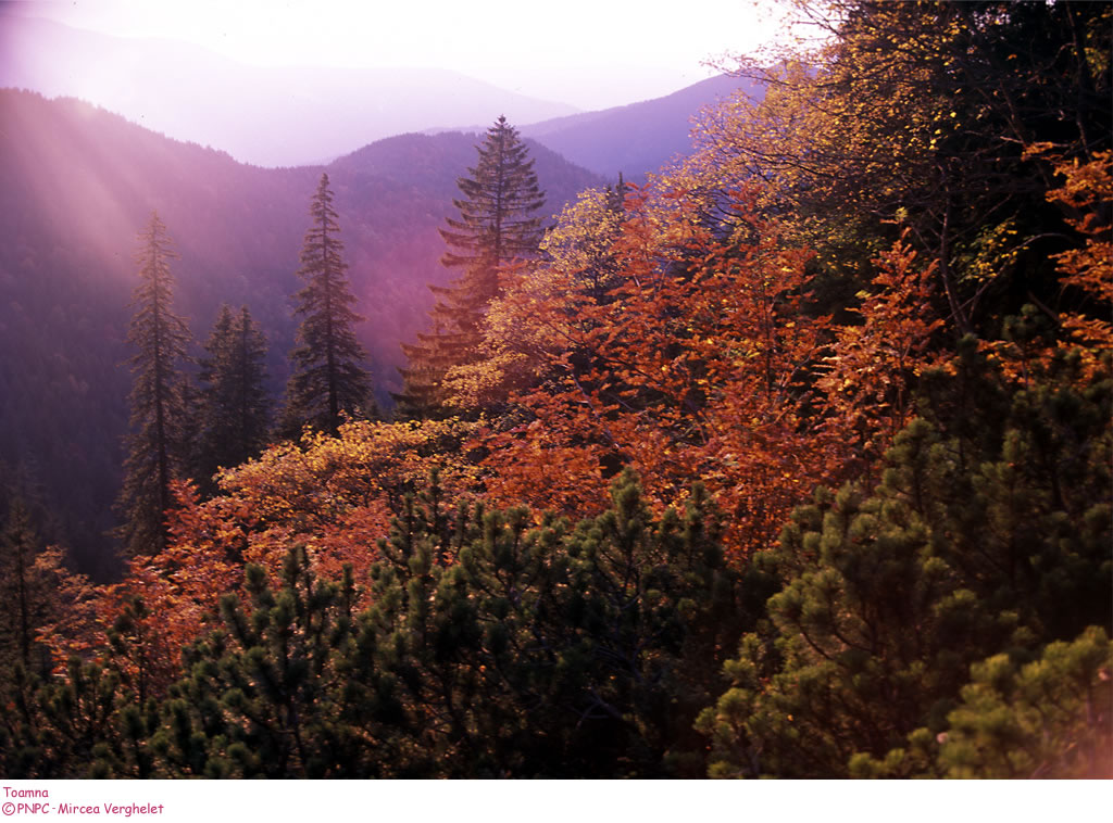 BEST WALLPAPERS HERE !: Toamna