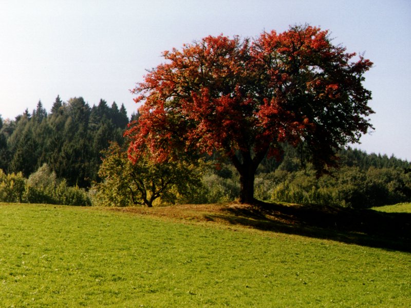 BEST WALLPAPERS HERE !: Primavara