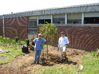 Cherry Tree at Cutler Middle School - Mystic Garden Club