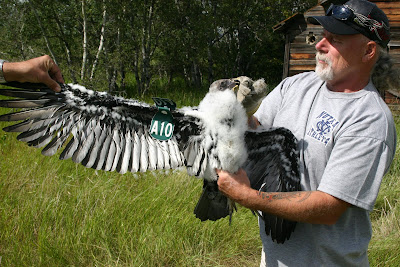 Bird Banding in Saskatchewan: Turkey Vulture Tagging