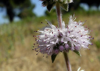Hablando en verde: Menta poleo (Mentha pulegium)