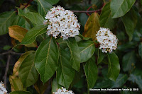 Hablando en verde: Durillo: Viburnum tinus