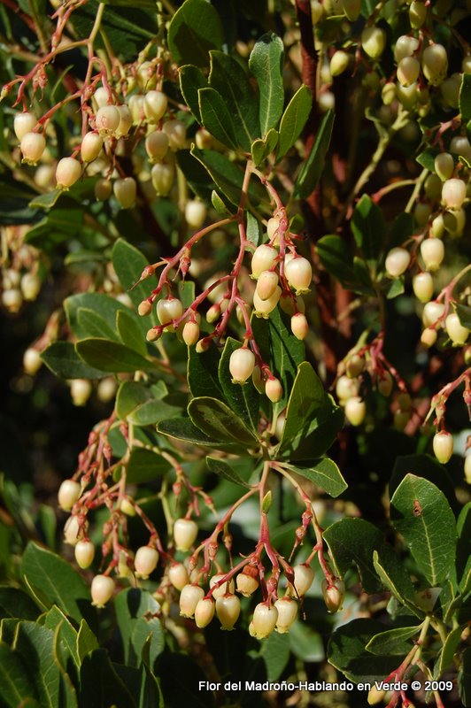 Hablando en verde: Flor del Madroño