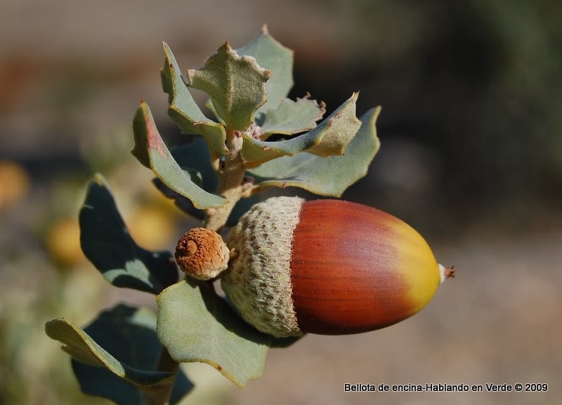 Hablando en verde: Bellotas de encina