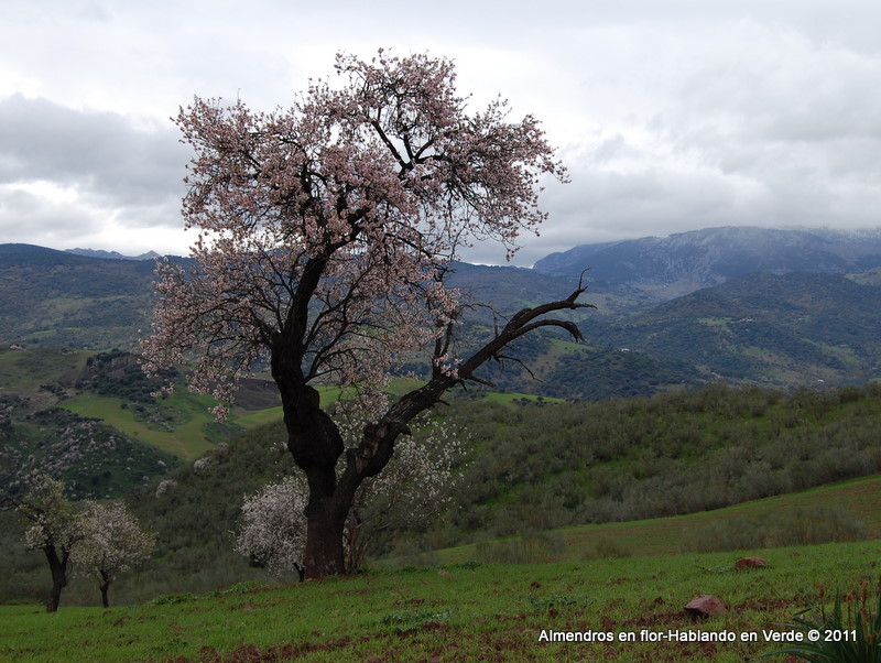 Hablando en verde: Almendros en flor