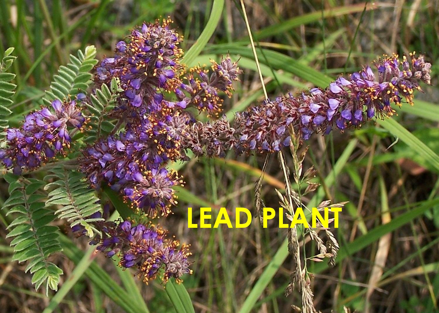 NATURE NOTES: June 2010