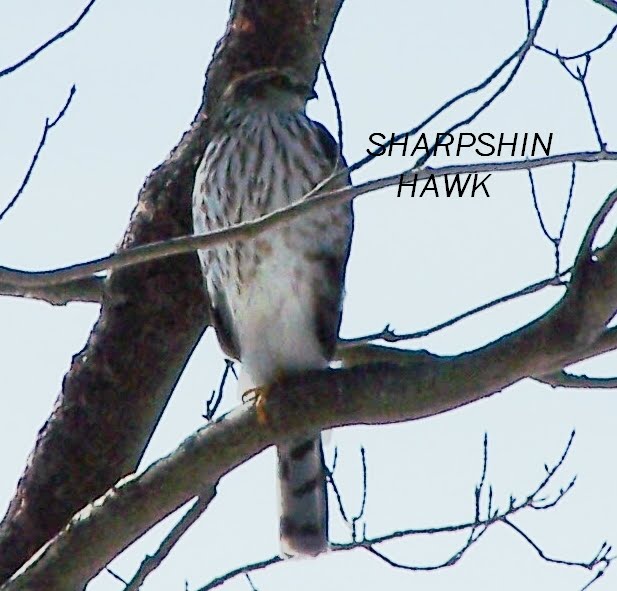 NATURE NOTES: November 2010