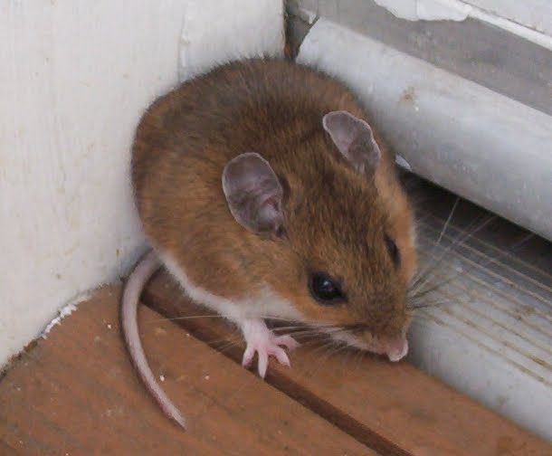 NATURE NOTES: February 2011