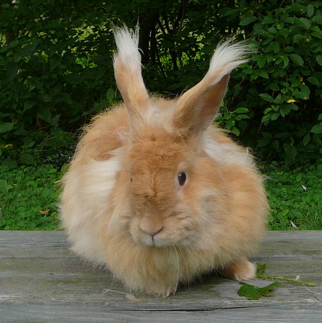 twisted mysteries: My Rabbit Herd