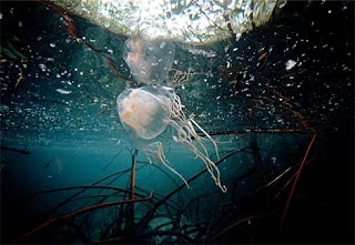 World of Fish: Box Jellyfish Profile