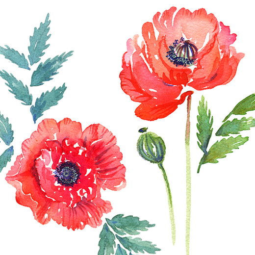 The Bowerbird: Poppy illustrations