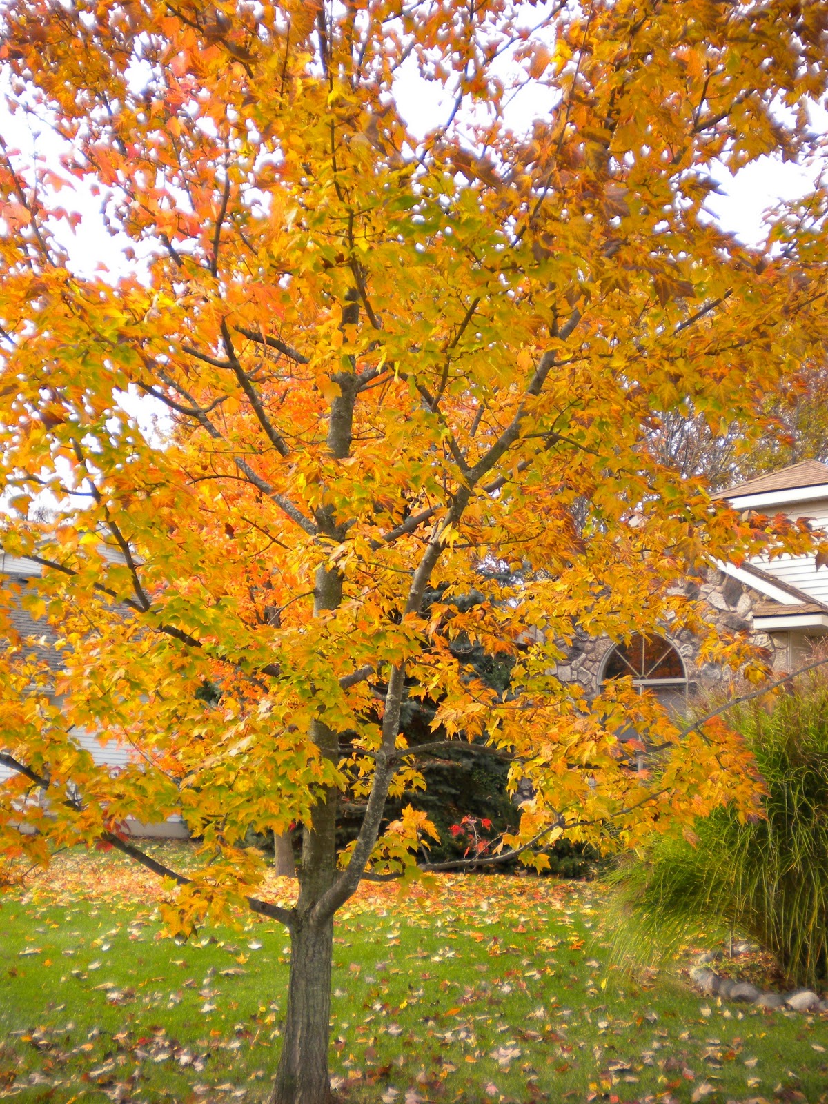 Brooke's Plot Blogspot: A month of my Maple Tree