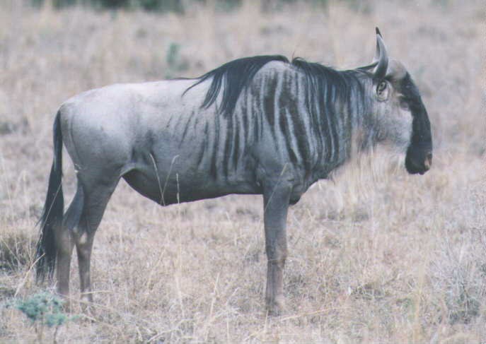 Os Gnus...: Também quero ser Gnu! #1