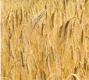 agricultura