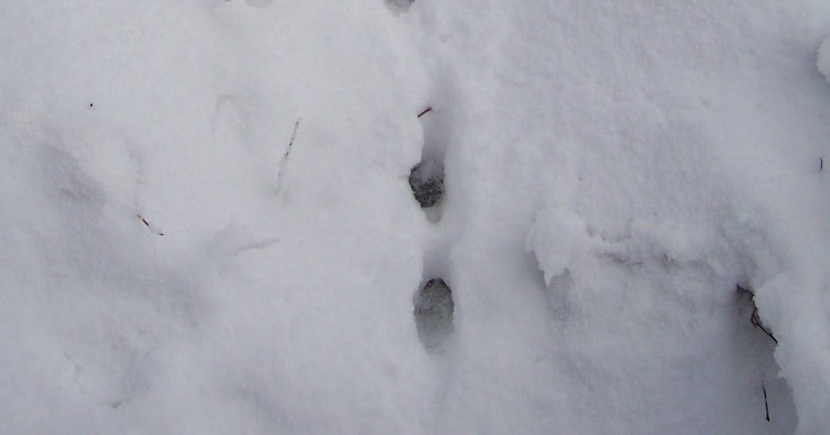 BUZZARD BUSHCRAFT: A wonderful set of Fox tracks