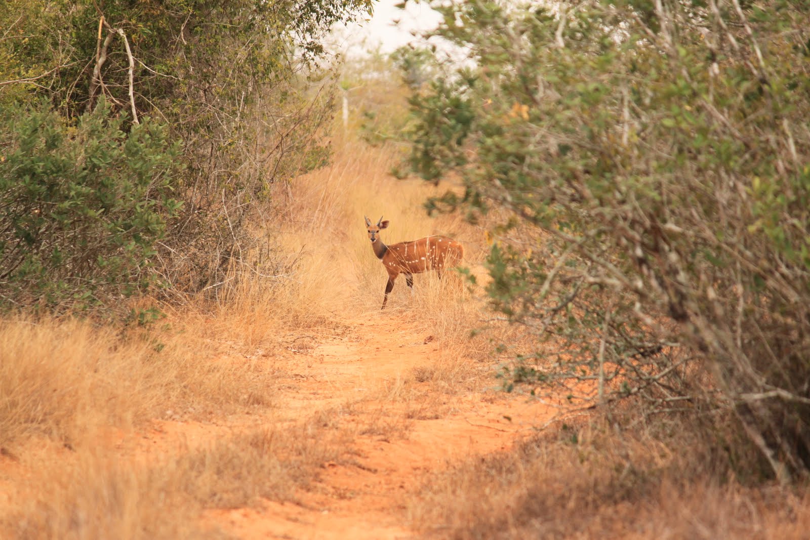 L'Odyssée Congolaise: Parque Nacional da Quissama (11/07)
