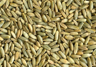 Rye - from the Commodity Image Gallery