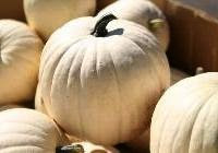 Blooming Rose Musings: Do You Know Your Pumpkin's Origin?