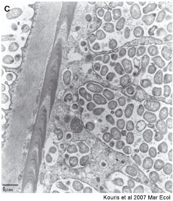 Skeptic Wonder: Sunday Protist -- Blue Mats of the deep sea ...